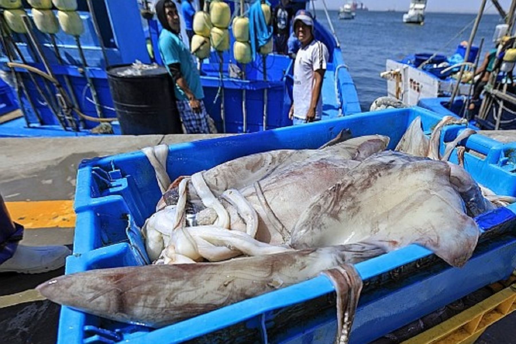 ANALIZAN CONSERVACIÓN Y MANEJO DEL CALAMAR GIGANTE